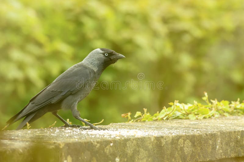 Raven Standing on the Brick Wall - Raining - Natural Scenery Stock ...