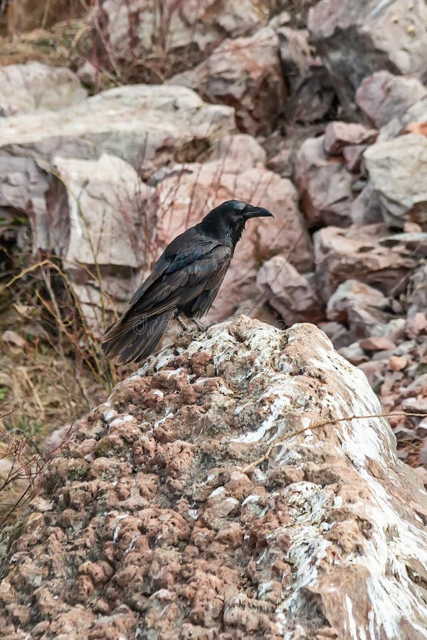 Raven stands on the rock stock image. Image of outdoor - 142523435