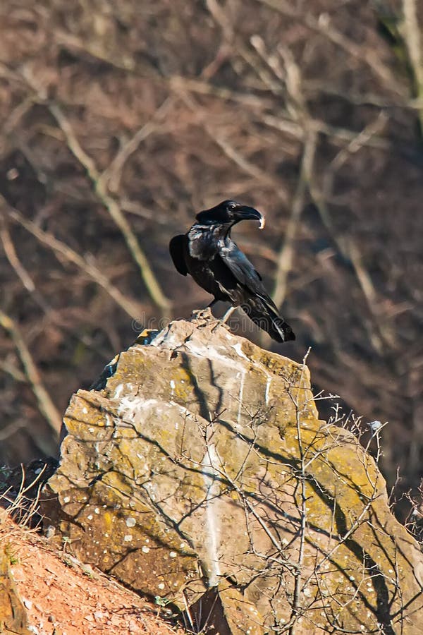Raven stands on the rock stock image. Image of perching - 142697575