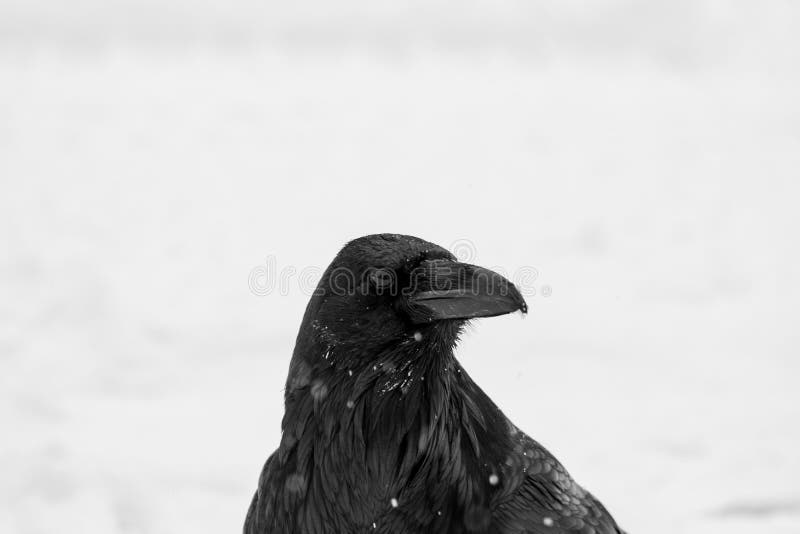 Raven in Snow stock image. Image of claw, nature, perched - 177286255