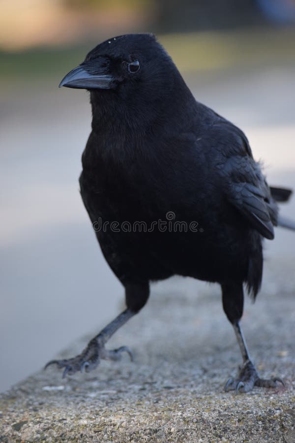 Raven , strikes a pose stock image. Image of victoria - 122743737