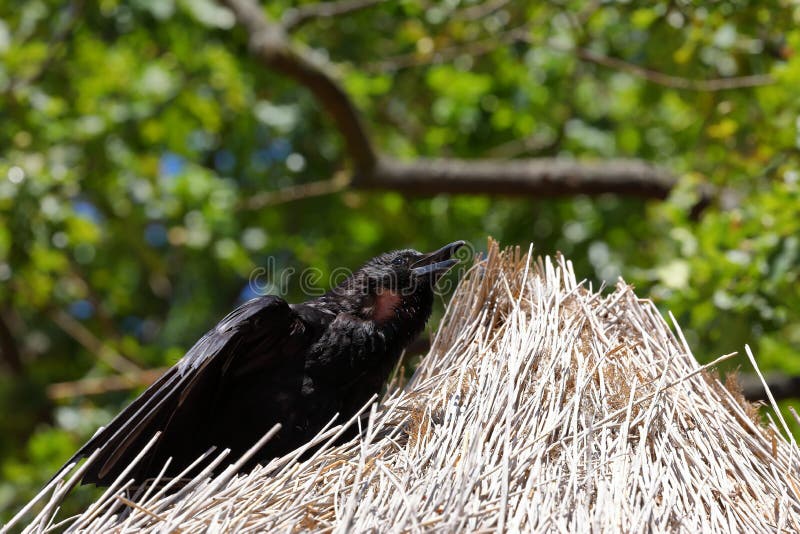 Sunbathing crow stock photo. Image of closeup, bird, corone - 75338954