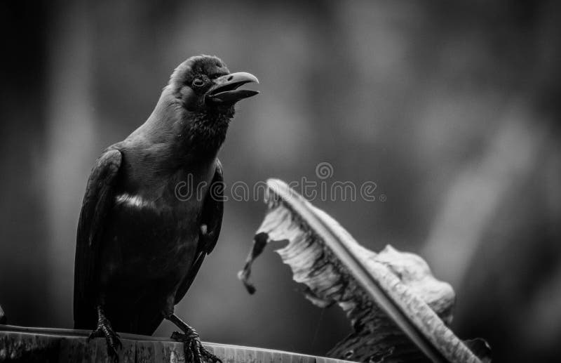 Raven stock image. Image of crow, fierce, death, demon - 48223539