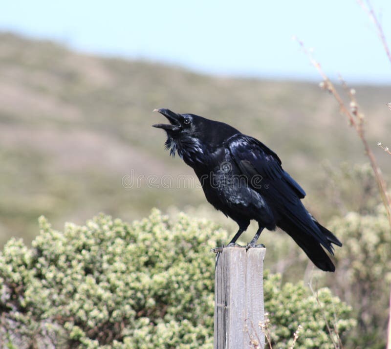 Common Raven stock image. Image of looking, watchful - 22996553