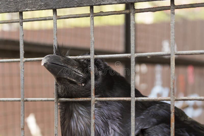 Raven Thrusts Its Beak through the Bars of the Cage Stock Photo - Image ...
