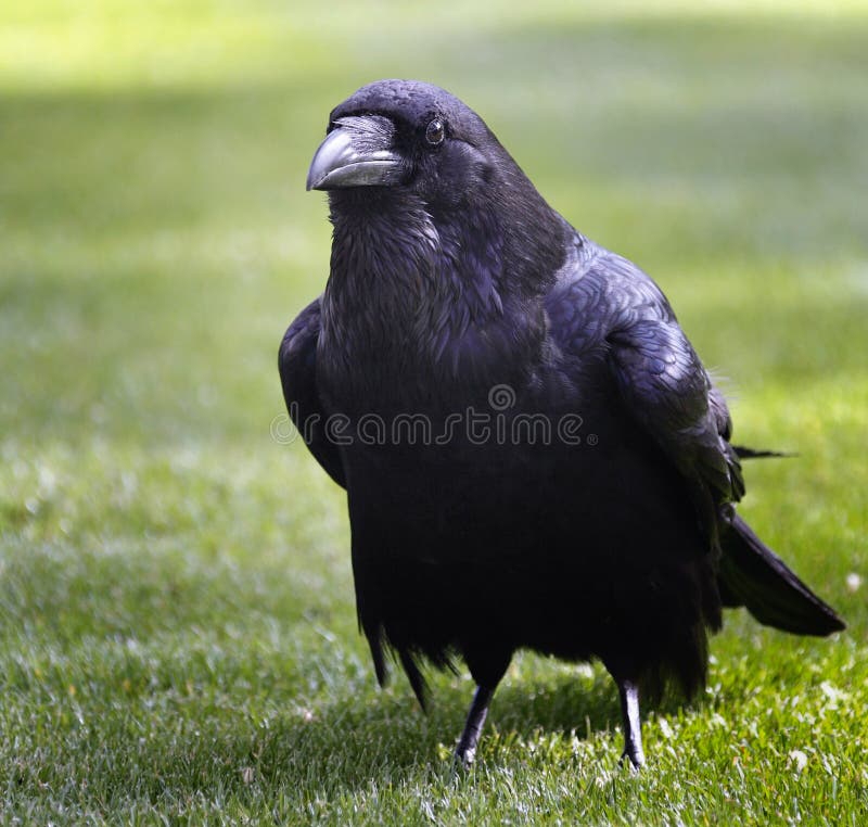 Royal Ravens in the Tower of London Stock Image - Image of tower ...