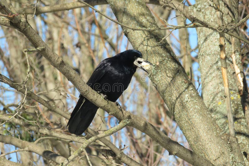 Raven on a Tree Against Blue Sky, Closeup Stock Image - Image of blue ...