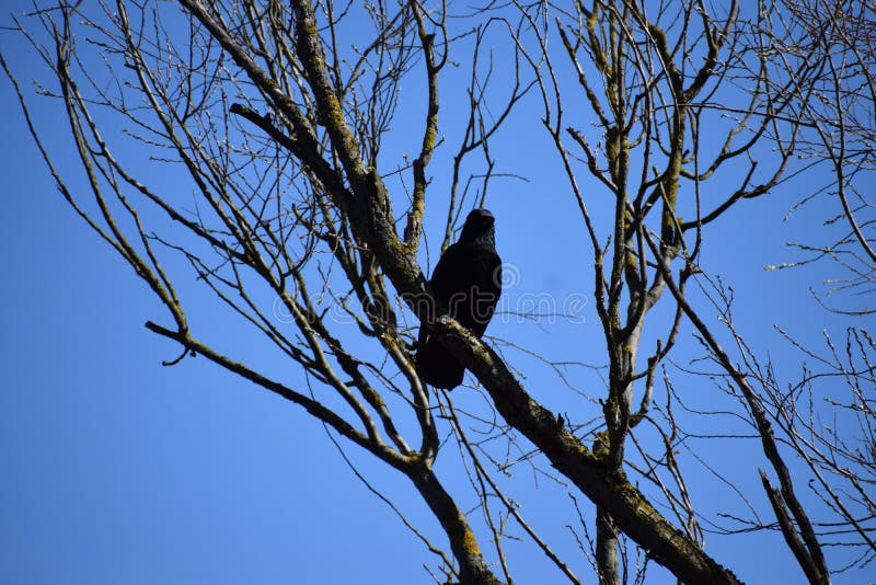 Raven in the tree stock photo. Image of bird, front - 241323206