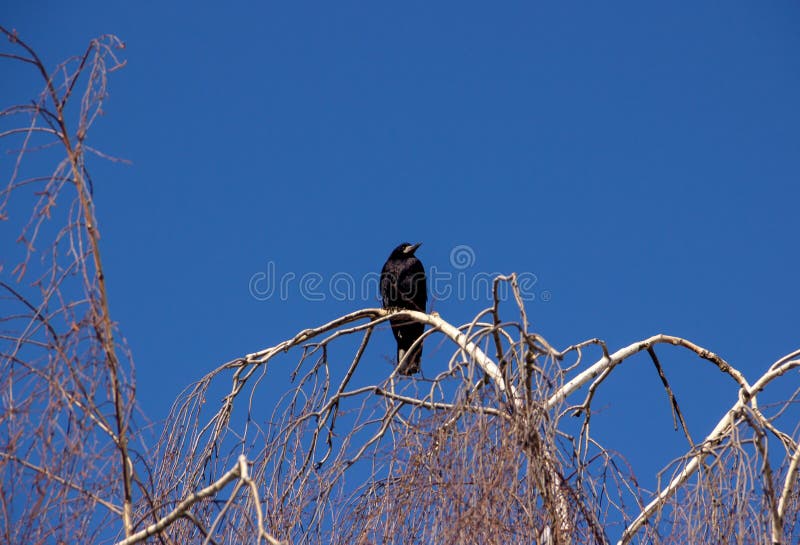 Raven on Tree stock image. Image of feather, branch, black - 49826027