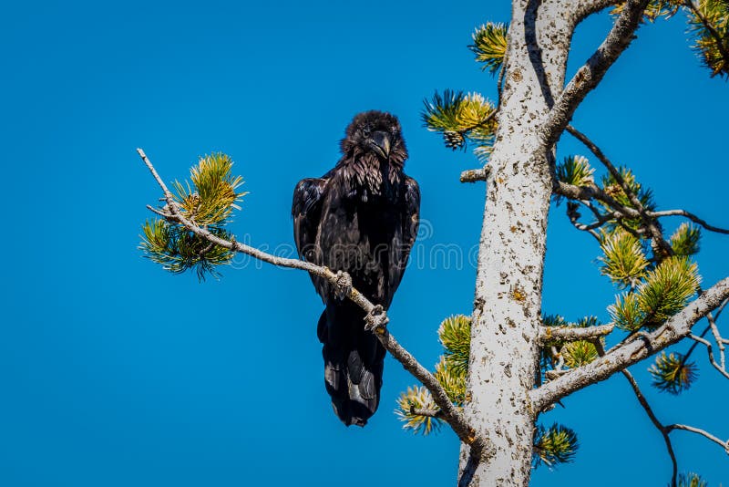 Raven on tree branch stock image. Image of birds, states - 174418523