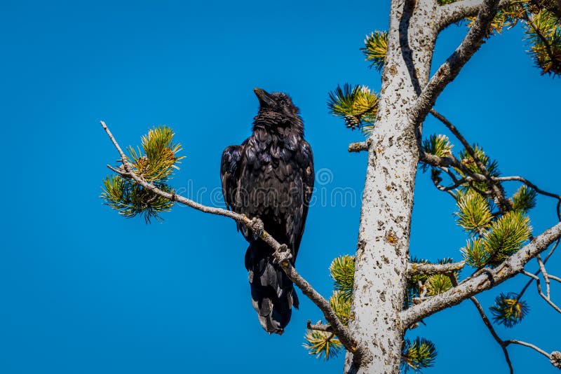 Raven on tree branch stock photo. Image of horizontal - 174418606