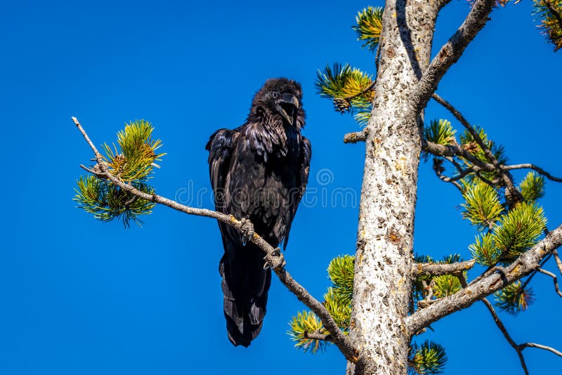 Raven on tree branch stock image. Image of corvus, horizontal - 174418849