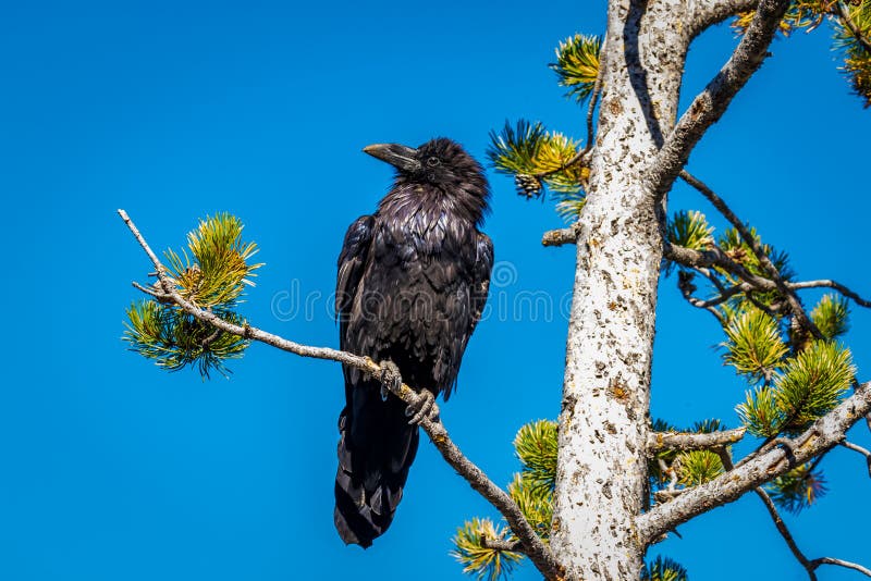 Raven on tree branch stock image. Image of raven, tree - 174419197