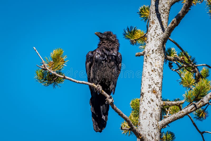 Raven on tree branch stock image. Image of horizontal - 174419257