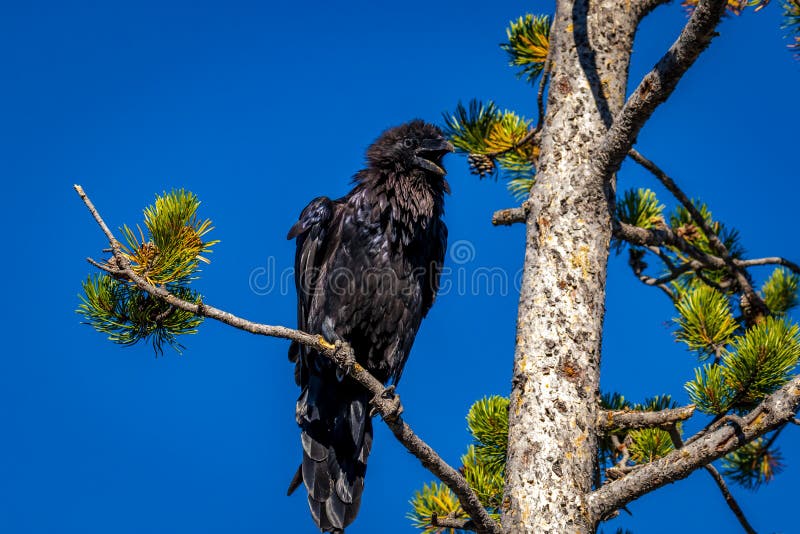 Raven on tree branch stock image. Image of horizontal - 174419413