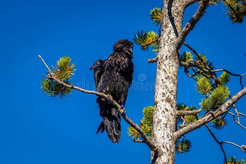 Raven on tree branch stock image. Image of birds, states - 174418523