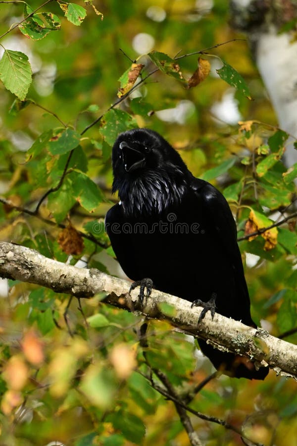 A Raven in a Tree Calling Out Stock Photo - Image of prey, watching ...