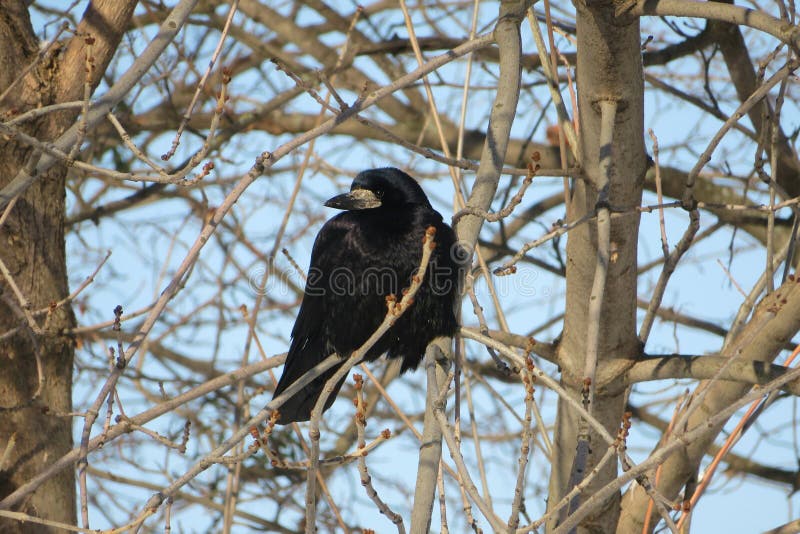 Raven on the tree, closeup stock photo. Image of branch - 213748122