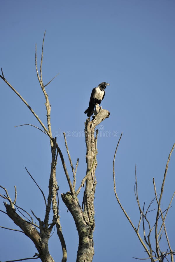 Raven on tree stock image. Image of raven, africa, trunk - 29937219