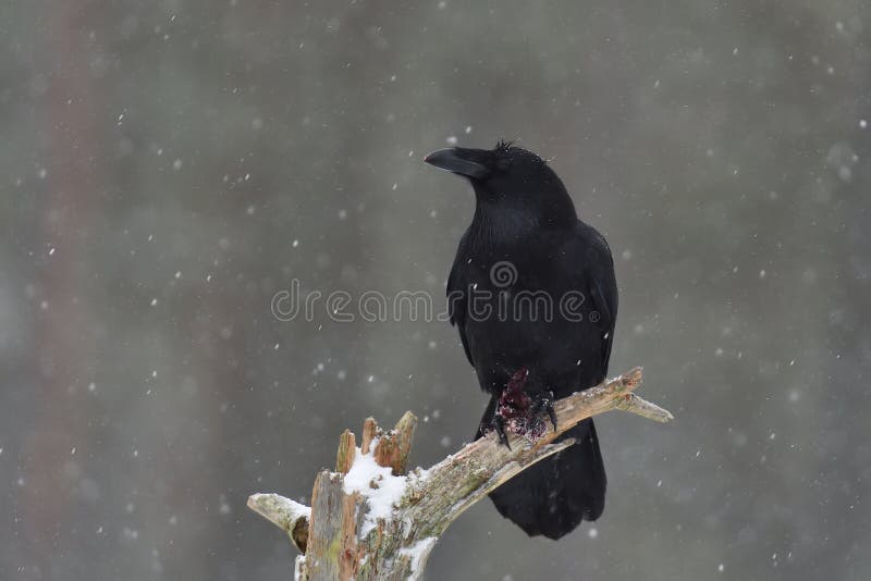 Raven on a Tree with a Meal Stock Photo - Image of gloomy, corvus ...