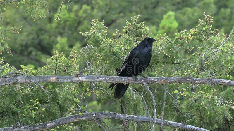 Raven in a tree stock footage. Video of yellowstone - 285460046