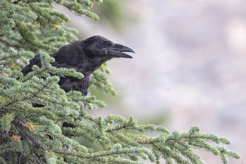Raven on a tree stock photo. Image of crow, yellow, grass - 33907366