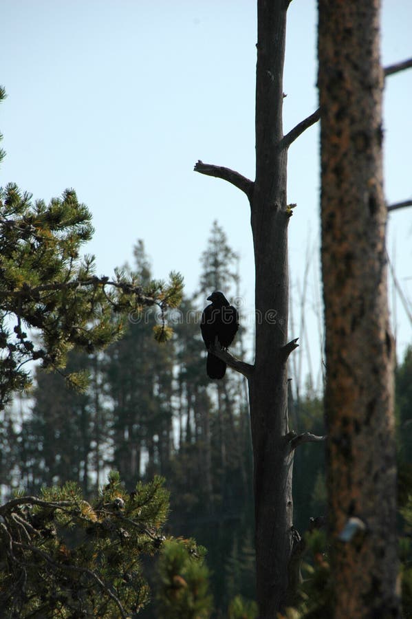 Raven in a tree stock image. Image of trees, forest - 125373929