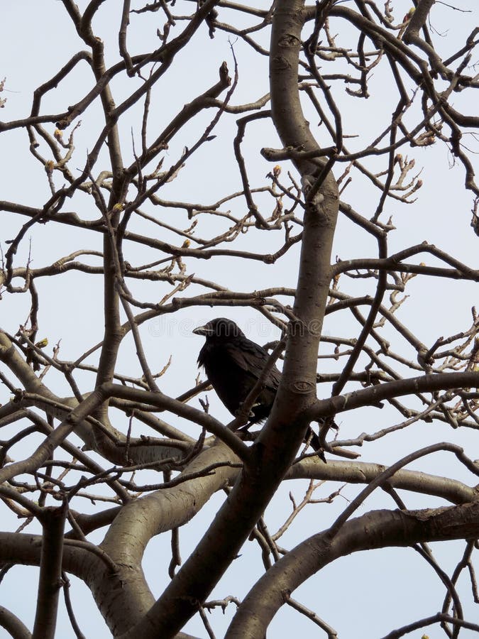 Raven On A Tree. The Raven Sits On A Tree Without Leaves Near The ...