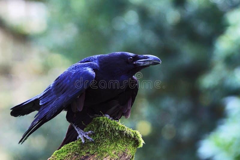 A landing Common Raven stock image. Image of alone, controlling - 17340457