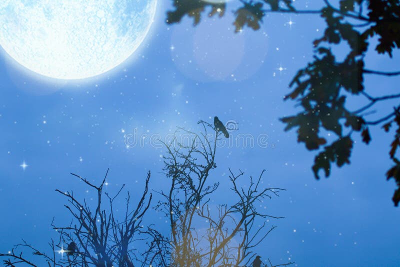 A Raven in a Tree Under Moon and Stars Stock Photo - Image of desktop ...