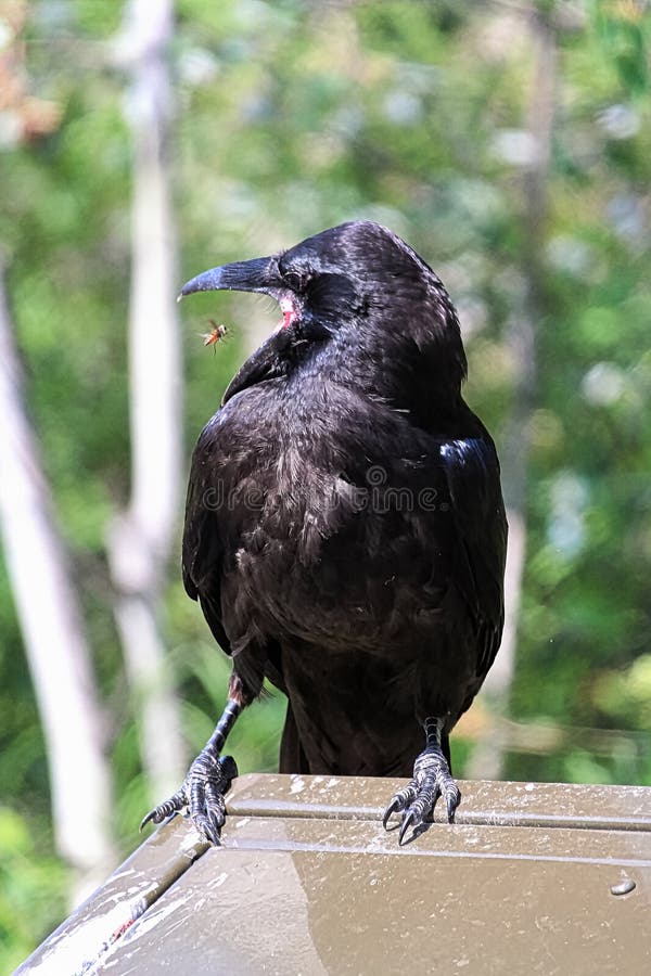 A Raven Twisting Its Head To Catch a Fly Stock Photo - Image of bird ...