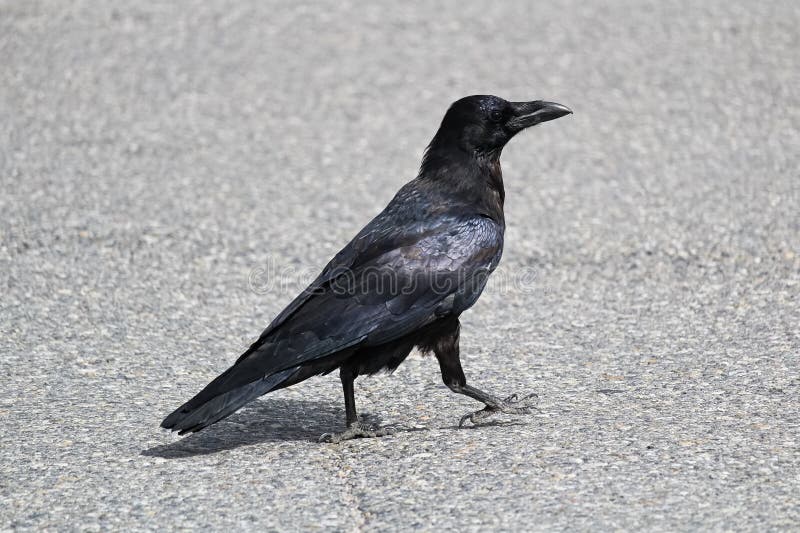 818 Raven Walking Stock Photos - Free & Royalty-Free Stock Photos from ...