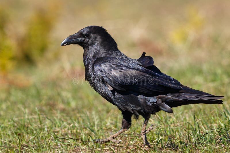 Raven walking on the field stock image. Image of wildlife - 71950849