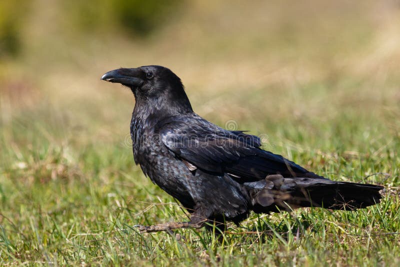 Raven walking on the field stock photo. Image of wild - 71950936