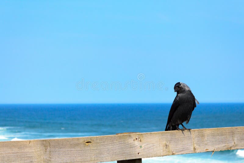 Raven watching stock photo. Image of bird, wildlife, curious - 28706426