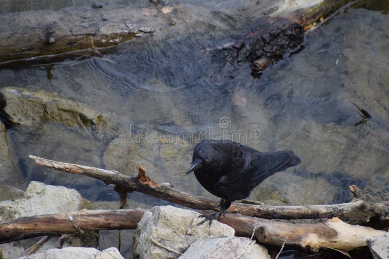 Raven at the water stock image. Image of wildlife, walking - 230587945