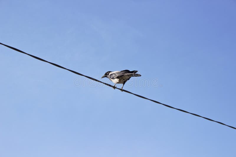 Raven on wire stock image. Image of raven, lonely, wild - 31147855