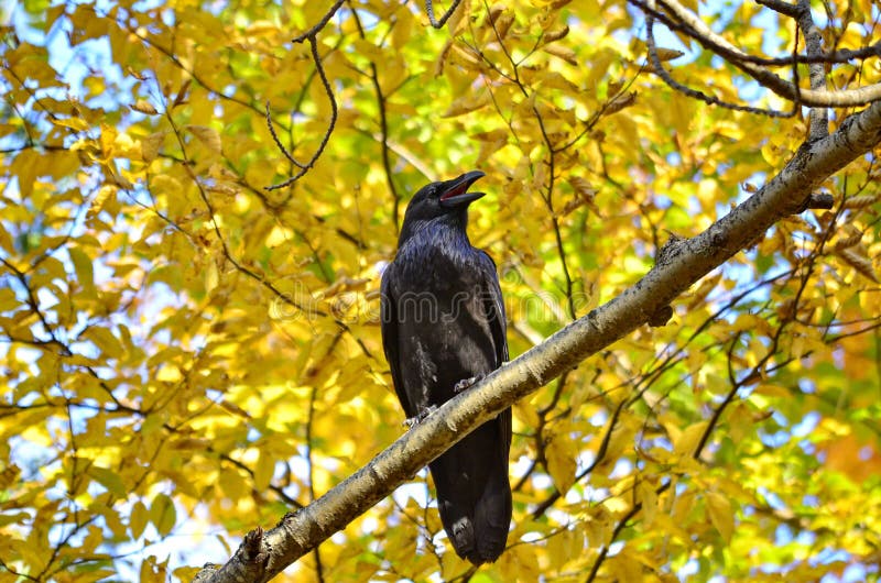 Raven with Yellow Leaves Background Stock Photo - Image of color ...