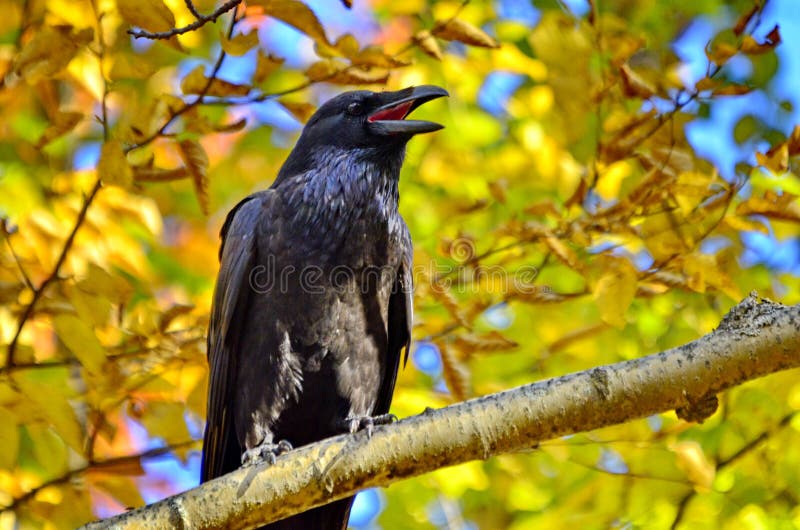 Raven with Yellow Leaves Background Stock Photo - Image of storm ...