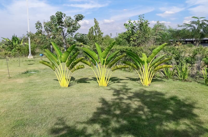 Ravenala no jardim foto de stock. Imagem de folha, bonito - 86861154