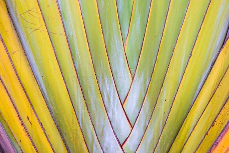 Ravenala Traveller Tree Background Stock Image - Image of mediterranean ...