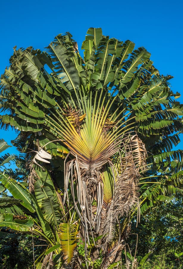 Ravenala or Travellers Tree, Madagascar Stock Image - Image of tropical ...
