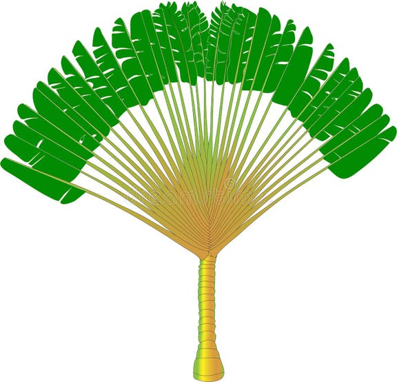 Fan Palm Drawing Stock Illustrations – 967 Fan Palm Drawing Stock ...