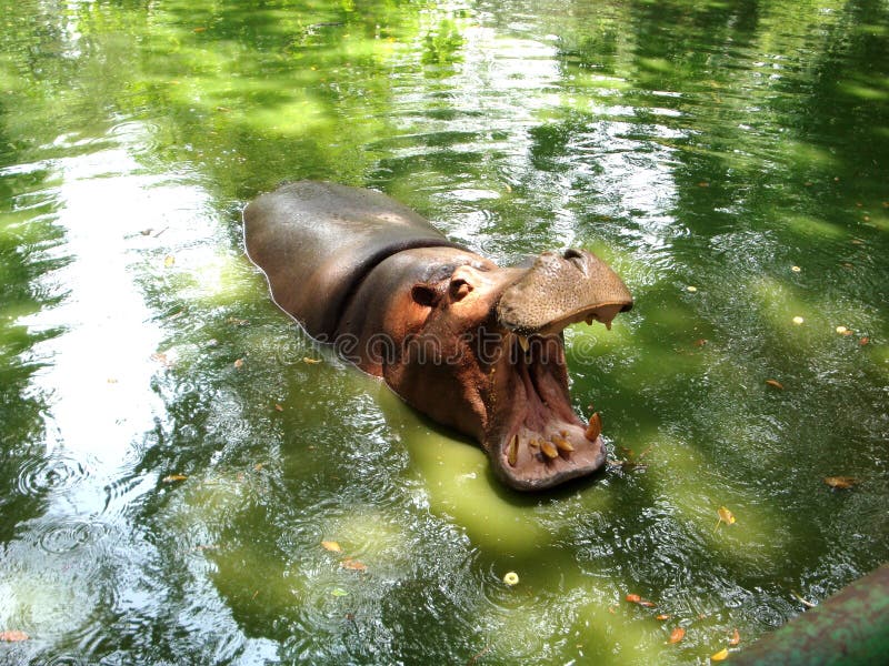 Ravenous appetite stock image. Image of nature, mammal - 220087623