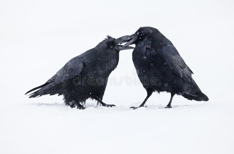 112 Raven Fighting Stock Photos - Free & Royalty-Free Stock Photos from ...