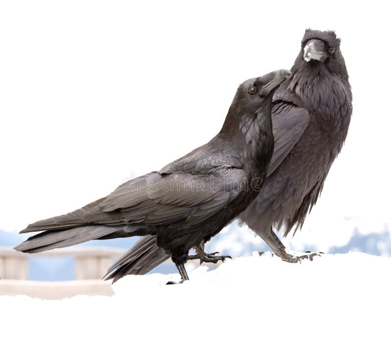 Ravens stock photo. Image of raven, mate, pair, bird, romance - 9826928