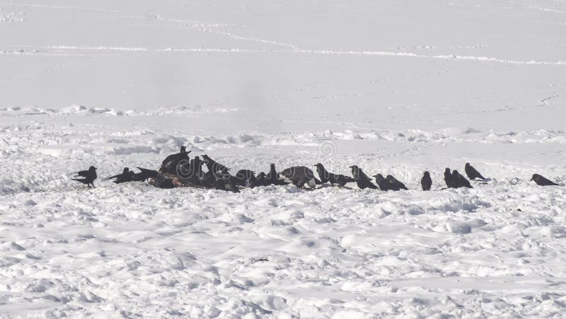 Ravens and a Bald Eagle Scavenge on a Carcass at Yellowstone Stock ...