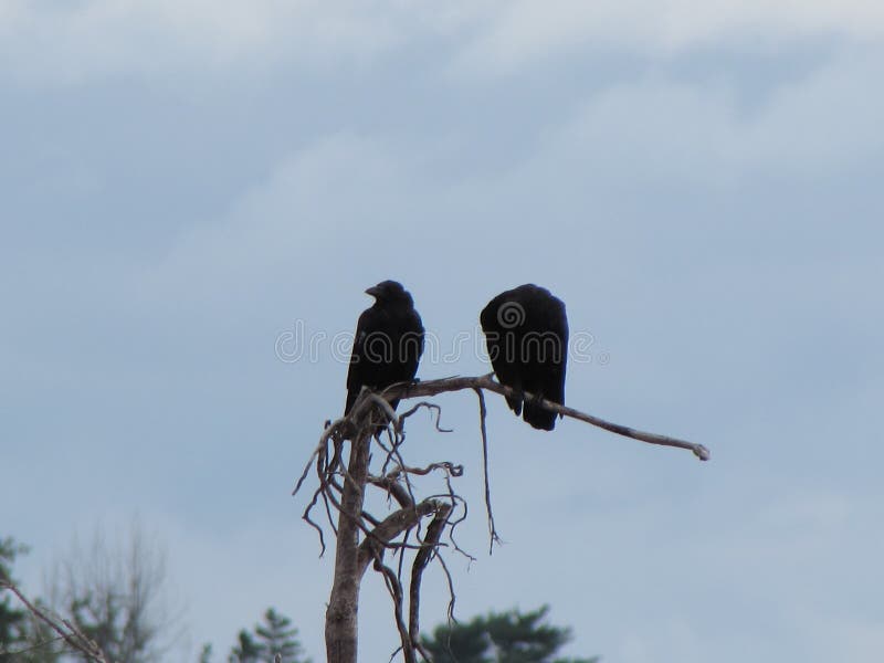 Ravens and Crows in a Desert Environment Waiting for a Meal. Stock ...
