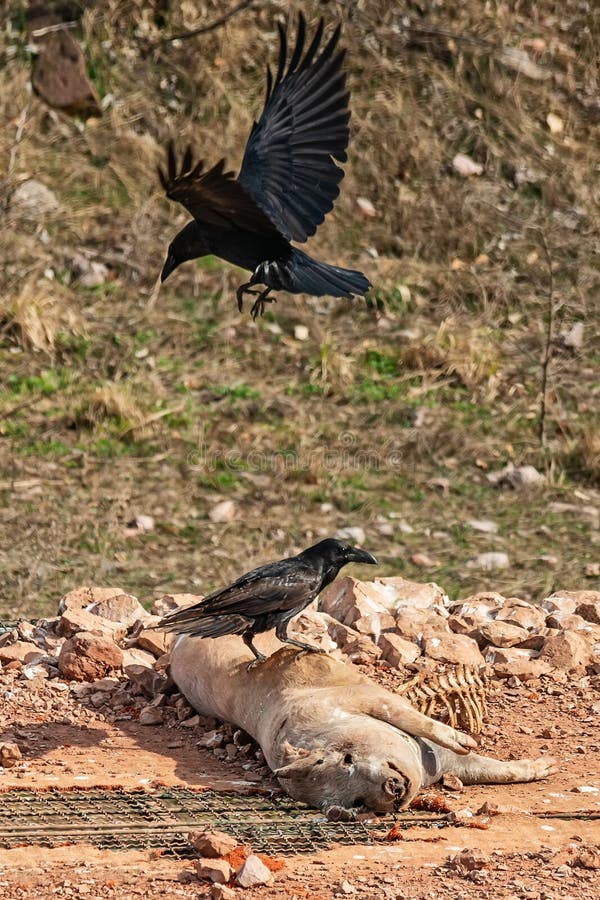 The ravens eat dead pigs stock image. Image of nosy - 142520321