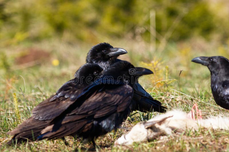 Ravens eating their prey stock photo. Image of wings - 71895832